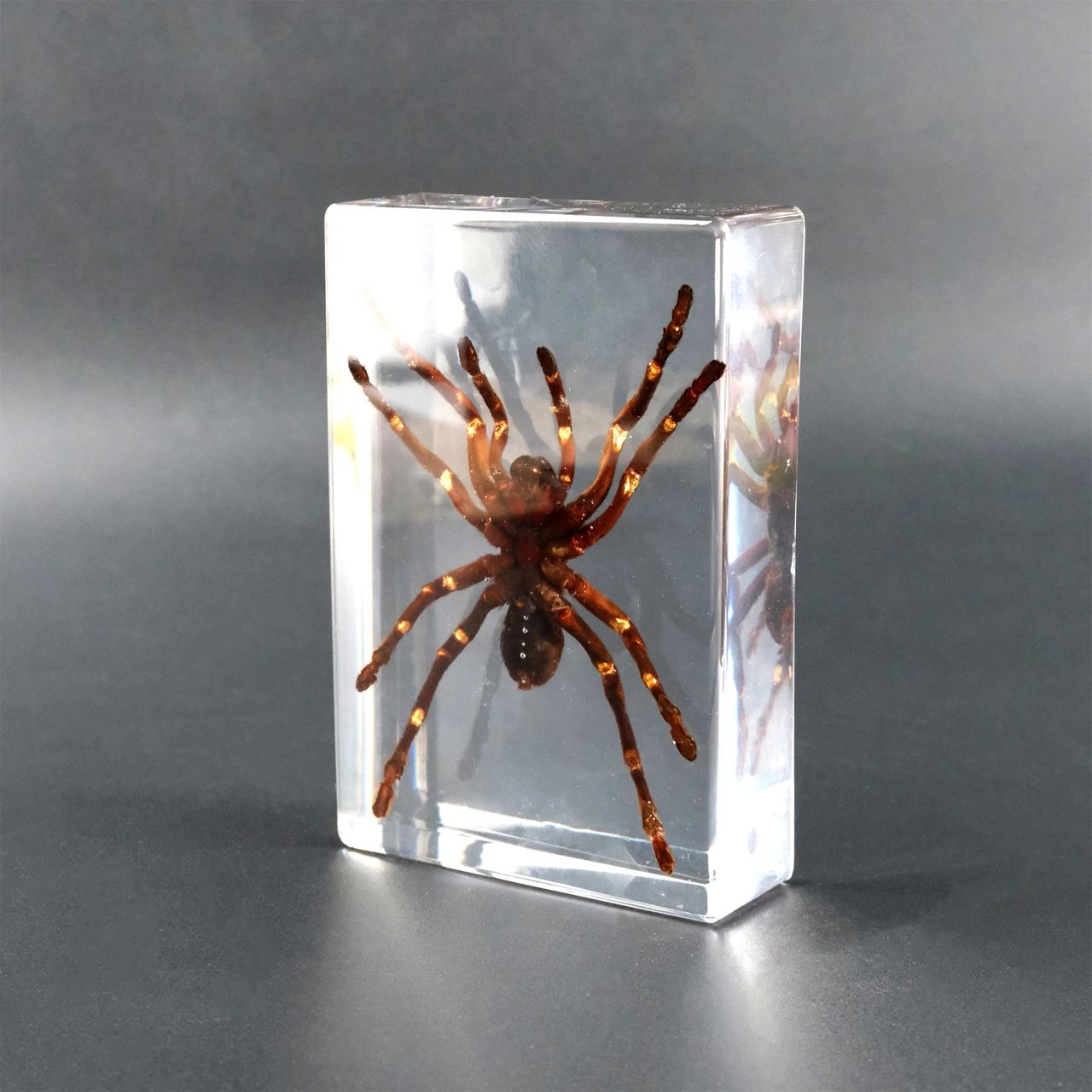 Tarantula Specimen Real Spider In Clear Resin For Science Display Decor ...
